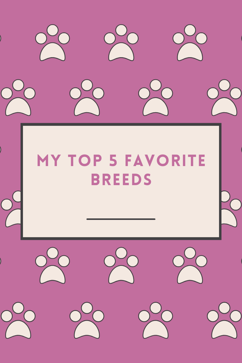 My Top 5 Favorite Breeds – Canines First Online Store